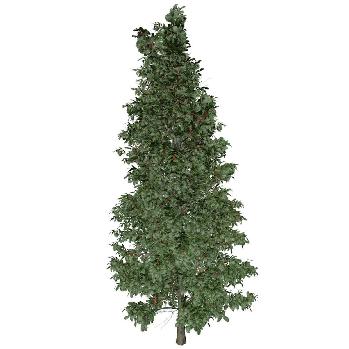 American Holly Tree #10 - 3D Model by AntonioKowatsch