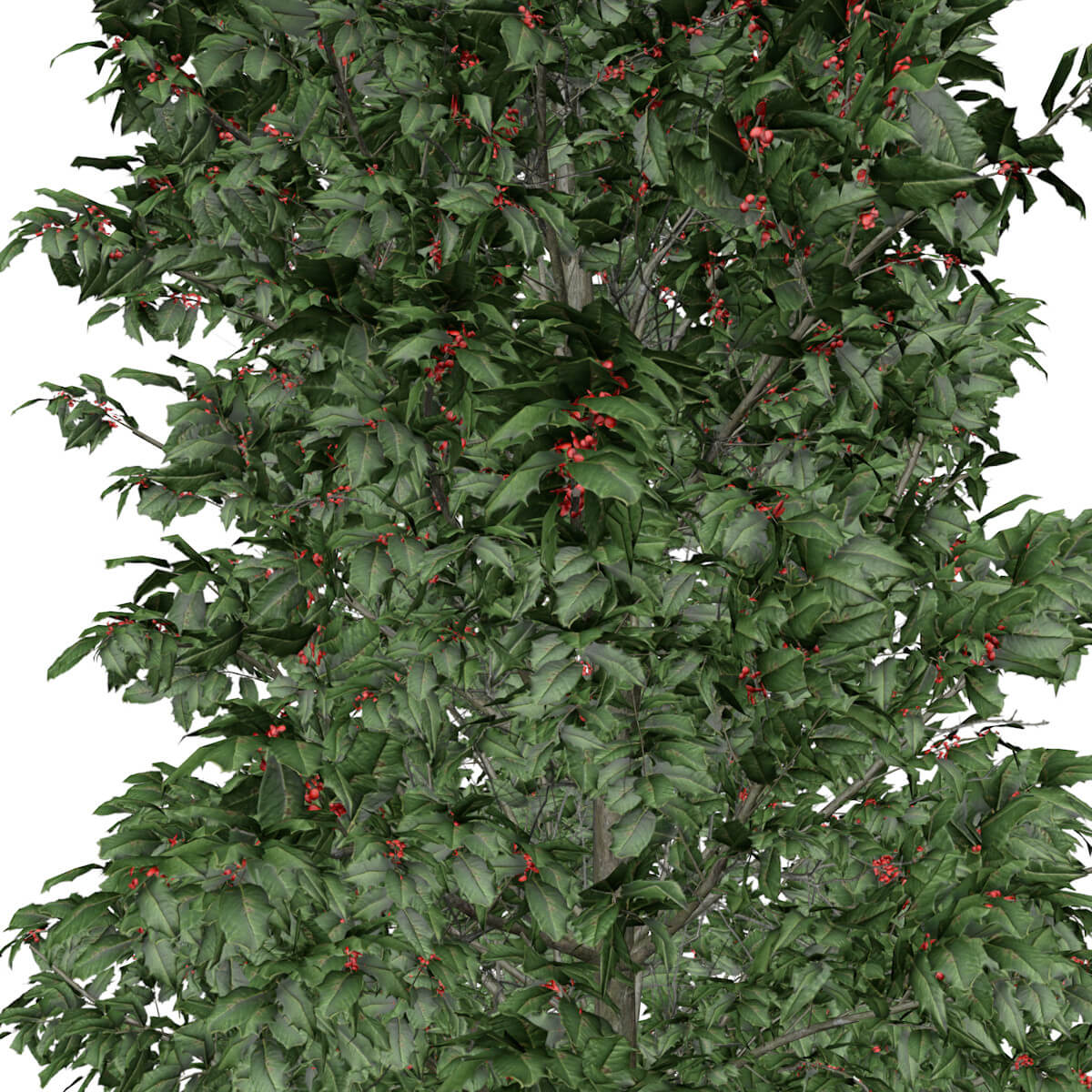 American Holly Tree Collection by AntonioKowatsch
