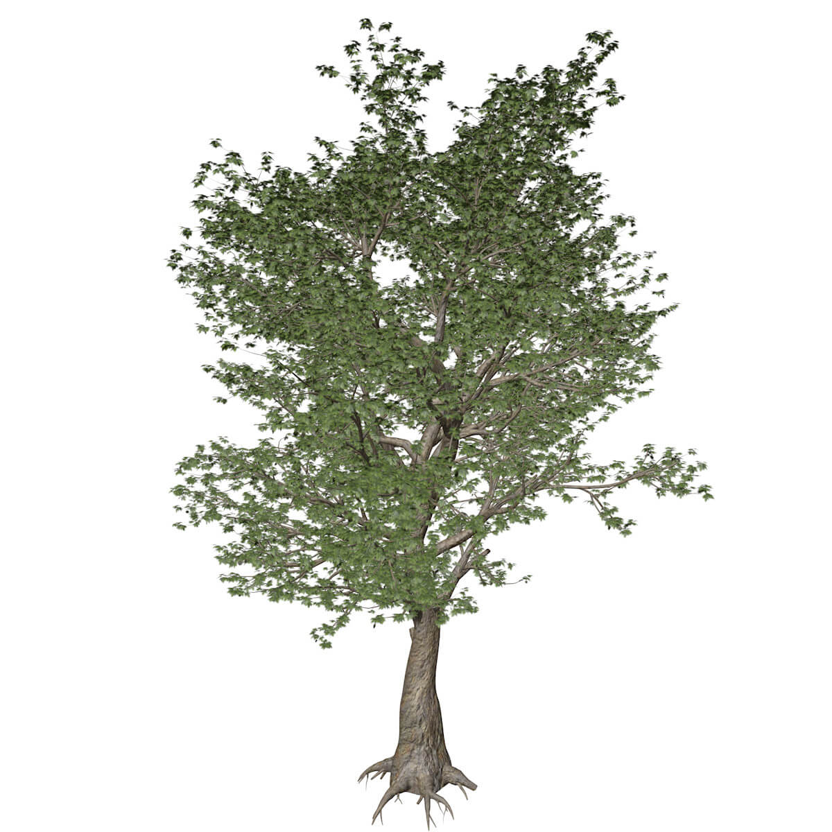 American Sycamore Tree #01 - 3D Model by AntonioKowatsch