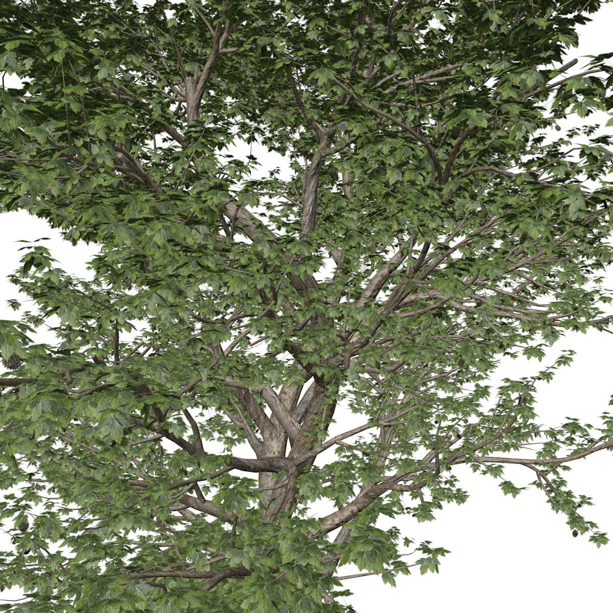 American Sycamore Tree #01 - 3D Model by AntonioKowatsch