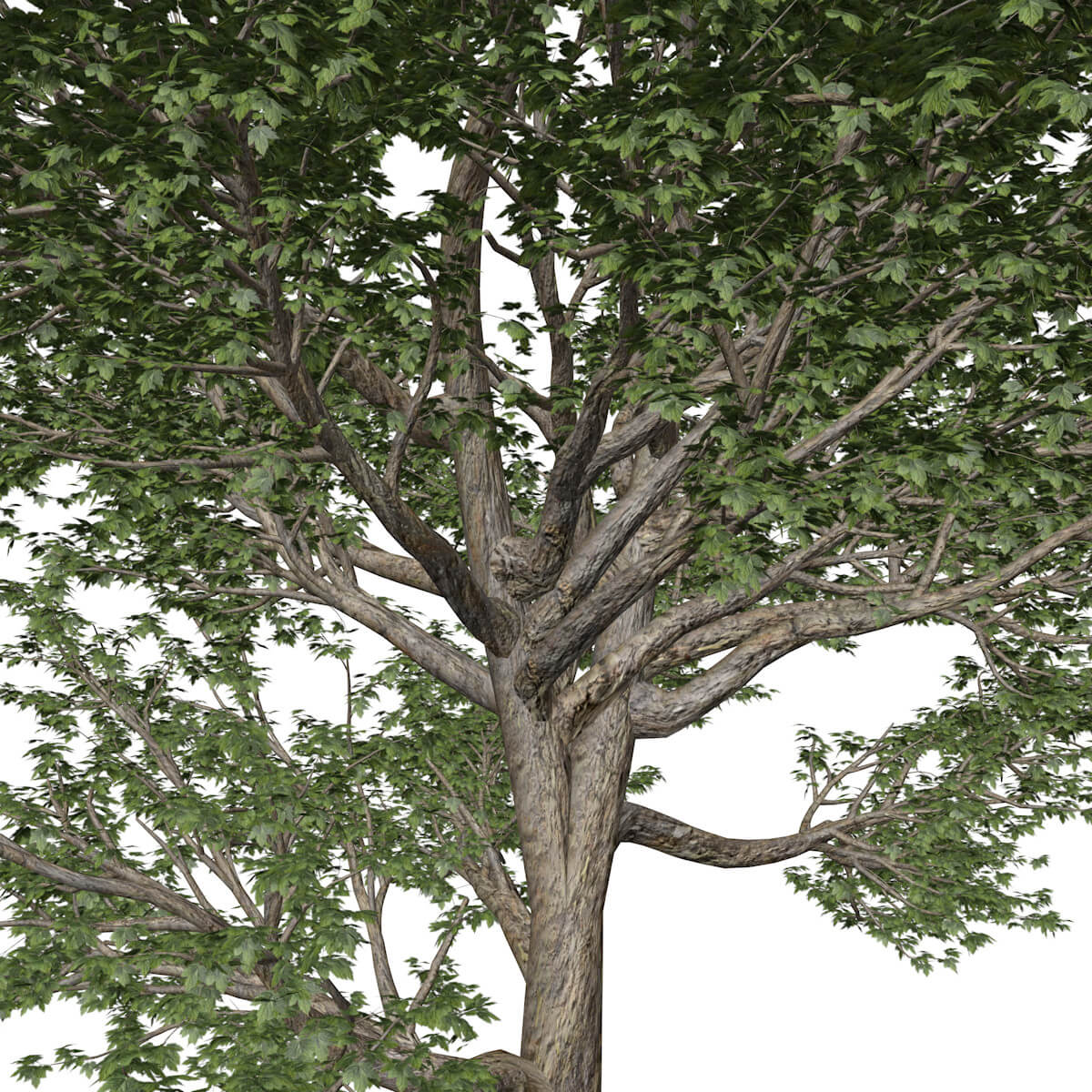 American Sycamore Tree #02 - 3D Model by AntonioKowatsch