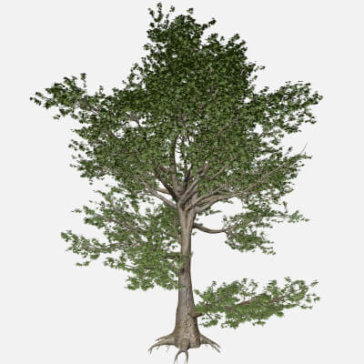 American Sycamore Tree #02 - 3D Model by AntonioKowatsch