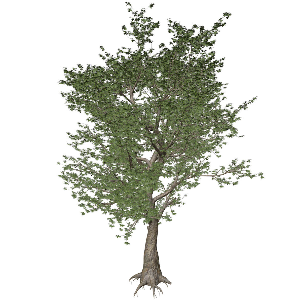 American Sycamore Tree Collection by AntonioKowatsch