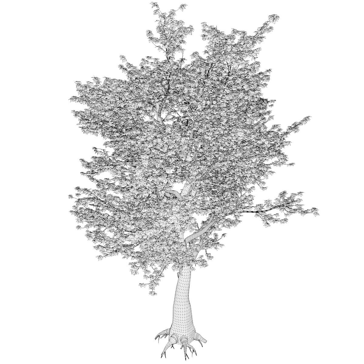 American Sycamore Tree Collection by AntonioKowatsch