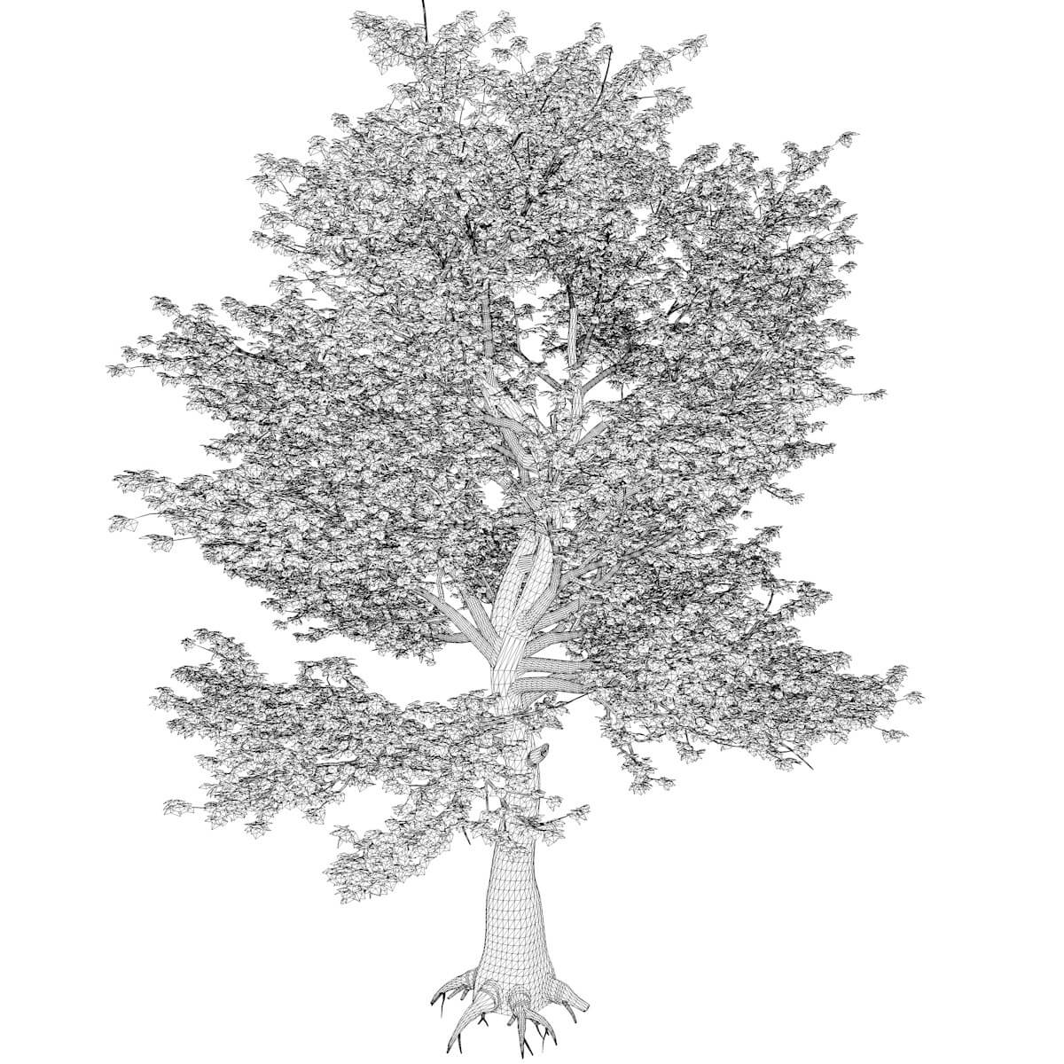 American Sycamore Tree #04 - 3D Model by AntonioKowatsch