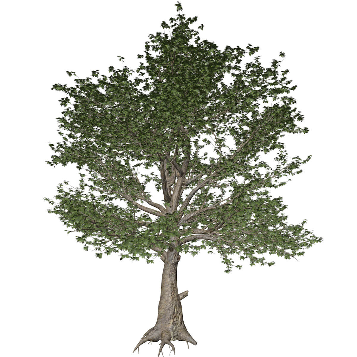 American Sycamore Tree Collection by AntonioKowatsch