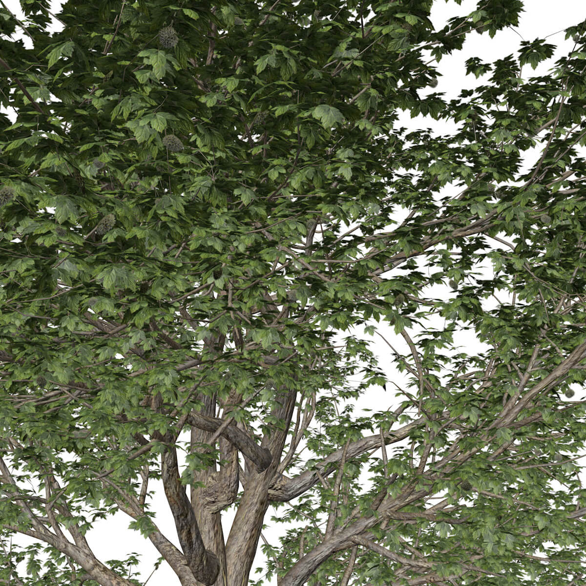 American Sycamore Tree Collection by AntonioKowatsch
