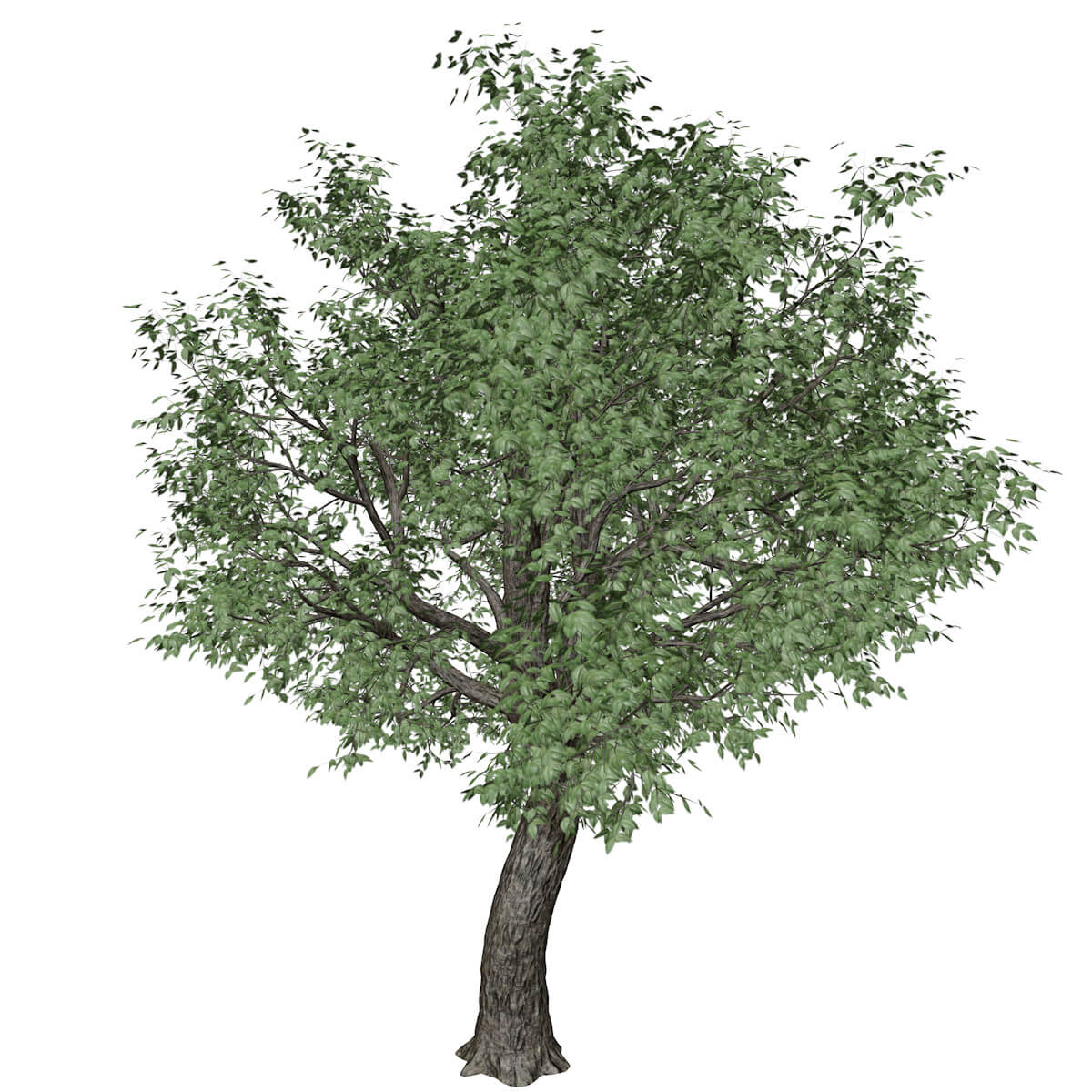 Amur Cork Tree - 3D Model by AntonioKowatsch