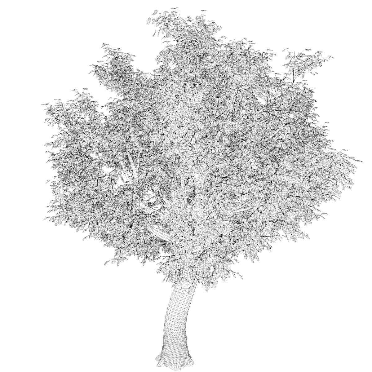Amur Cork Tree - 3D Model by AntonioKowatsch