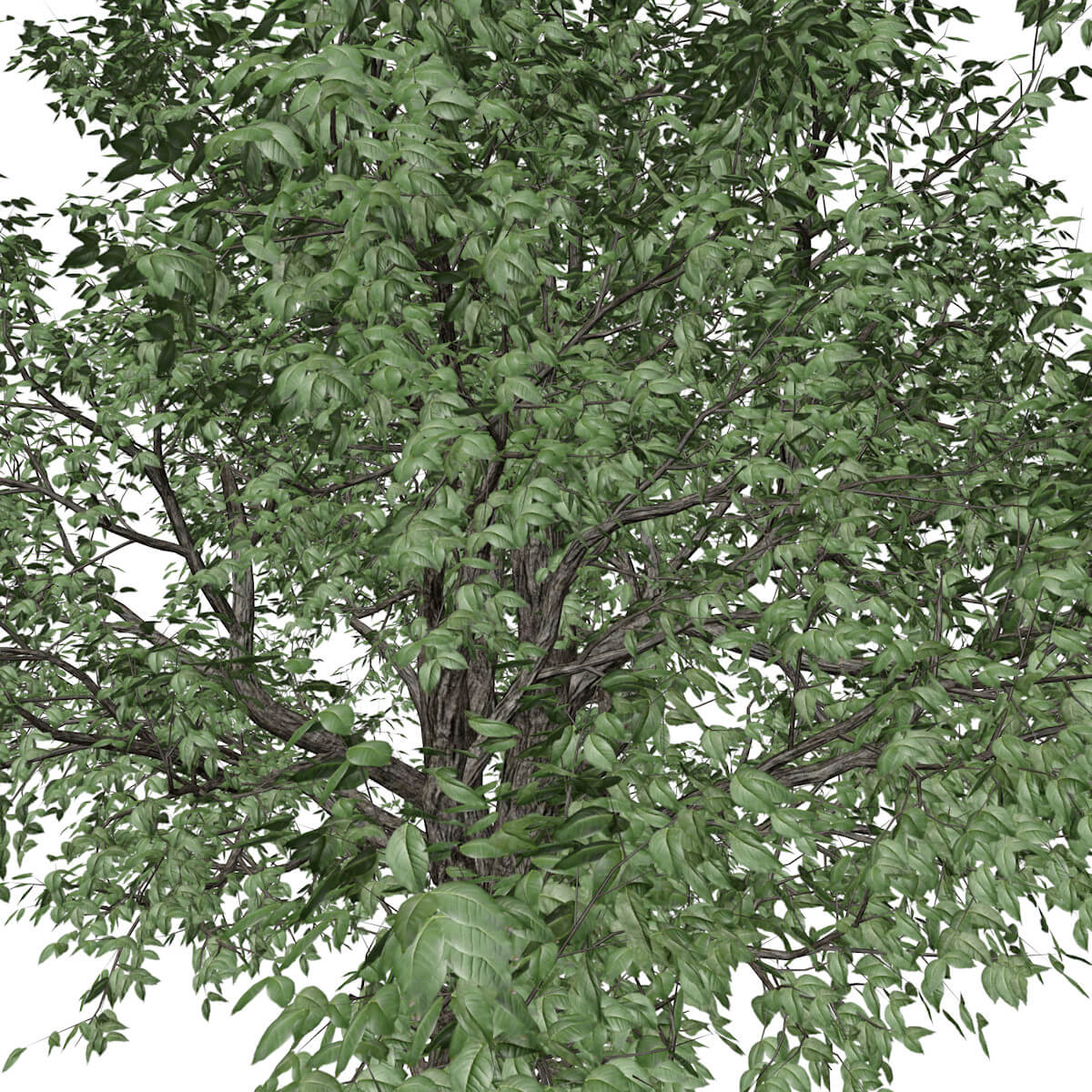 Amur Cork Tree - 3D Model by AntonioKowatsch