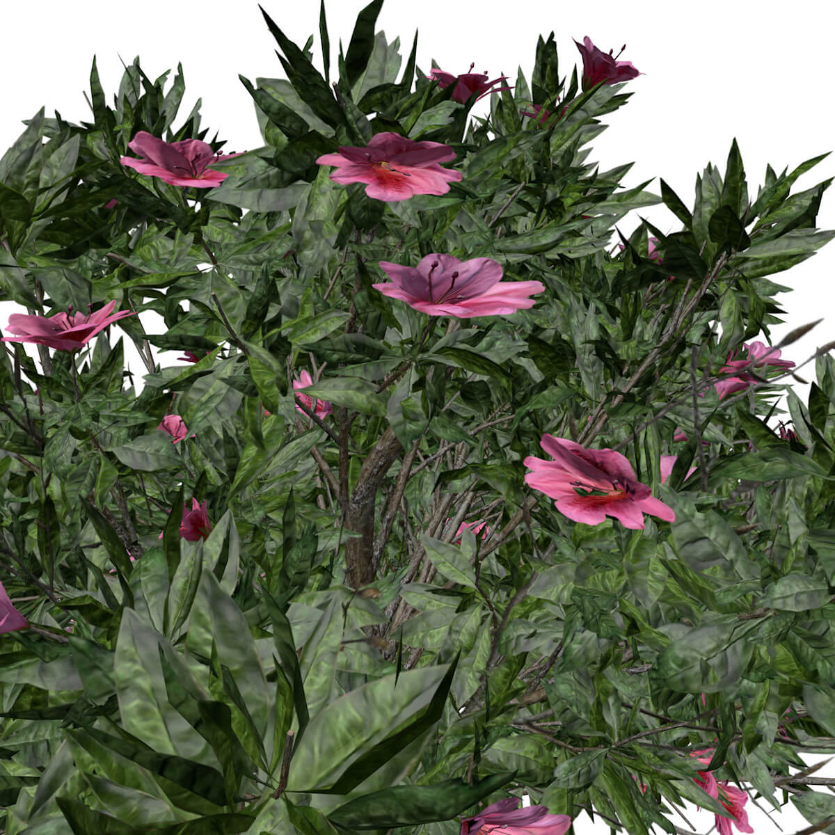Azalea Shrub With Pink Flowers #02 - 3D Model by AntonioKowatsch