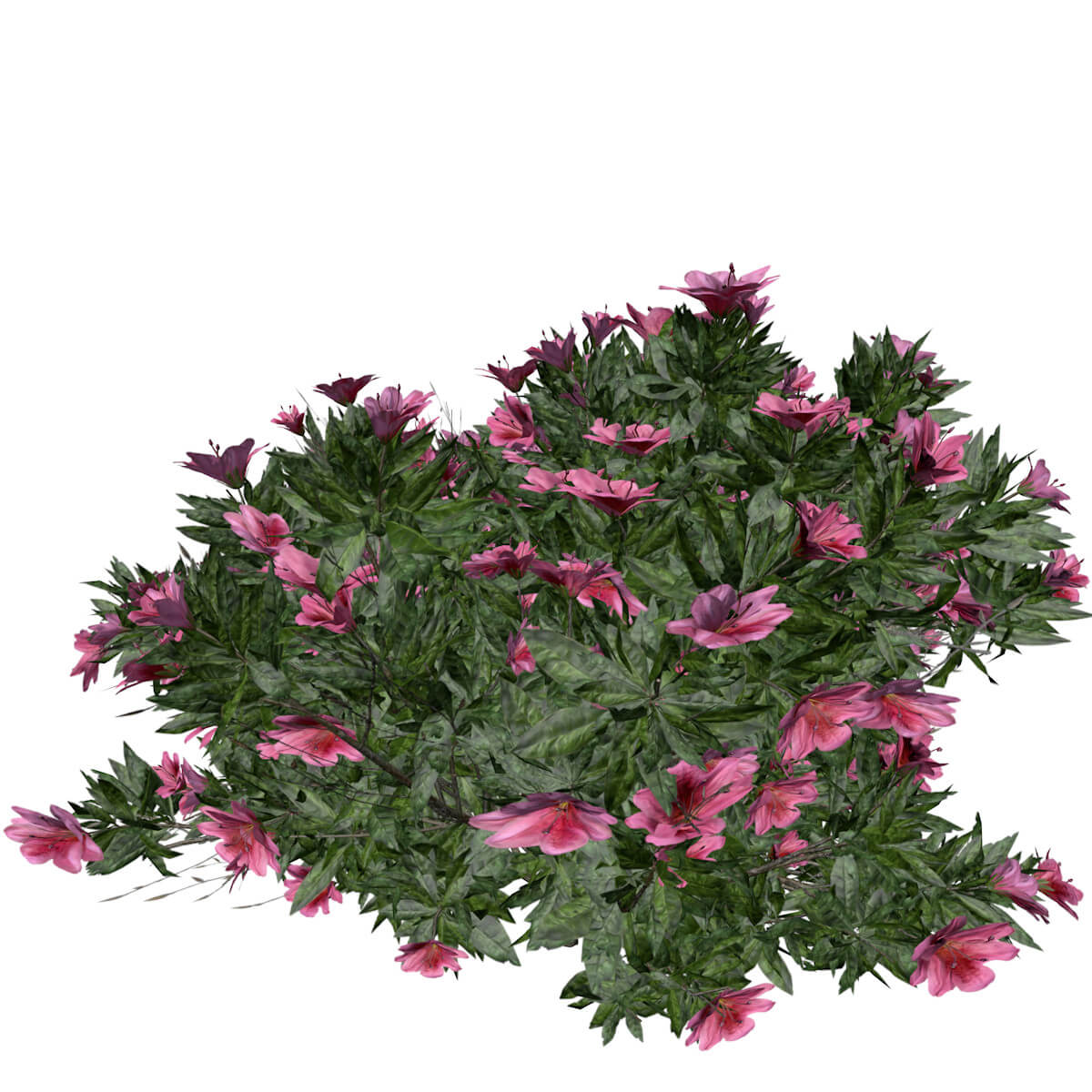 Azalea Shrub With Pink Flowers #05 - 3D Model by AntonioKowatsch