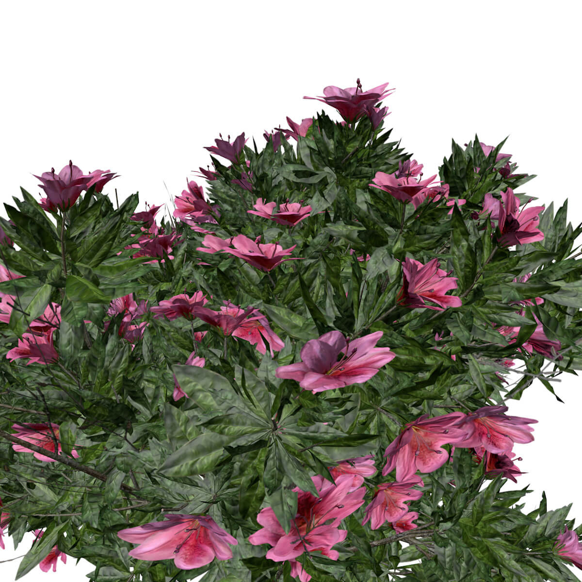 Azalea Shrub With Pink Flowers Collection by AntonioKowatsch
