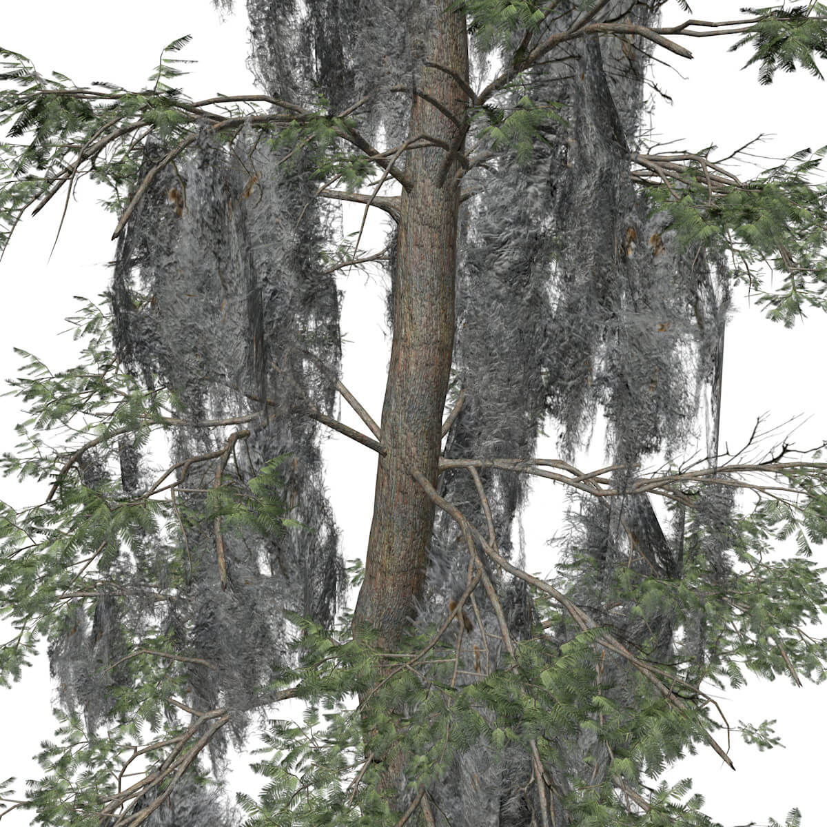 Bald Cypress Tree Collection by AntonioKowatsch