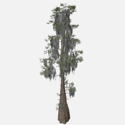 Bald Cypress Tree #01 - 3D Model by AntonioKowatsch