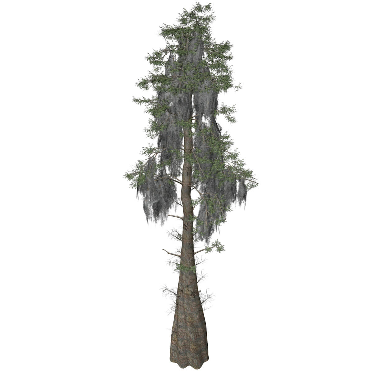 Bald Cypress Tree #03 - 3D Model by AntonioKowatsch