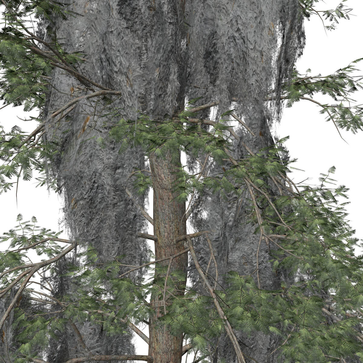 Bald Cypress Tree #03 - 3D Model by AntonioKowatsch