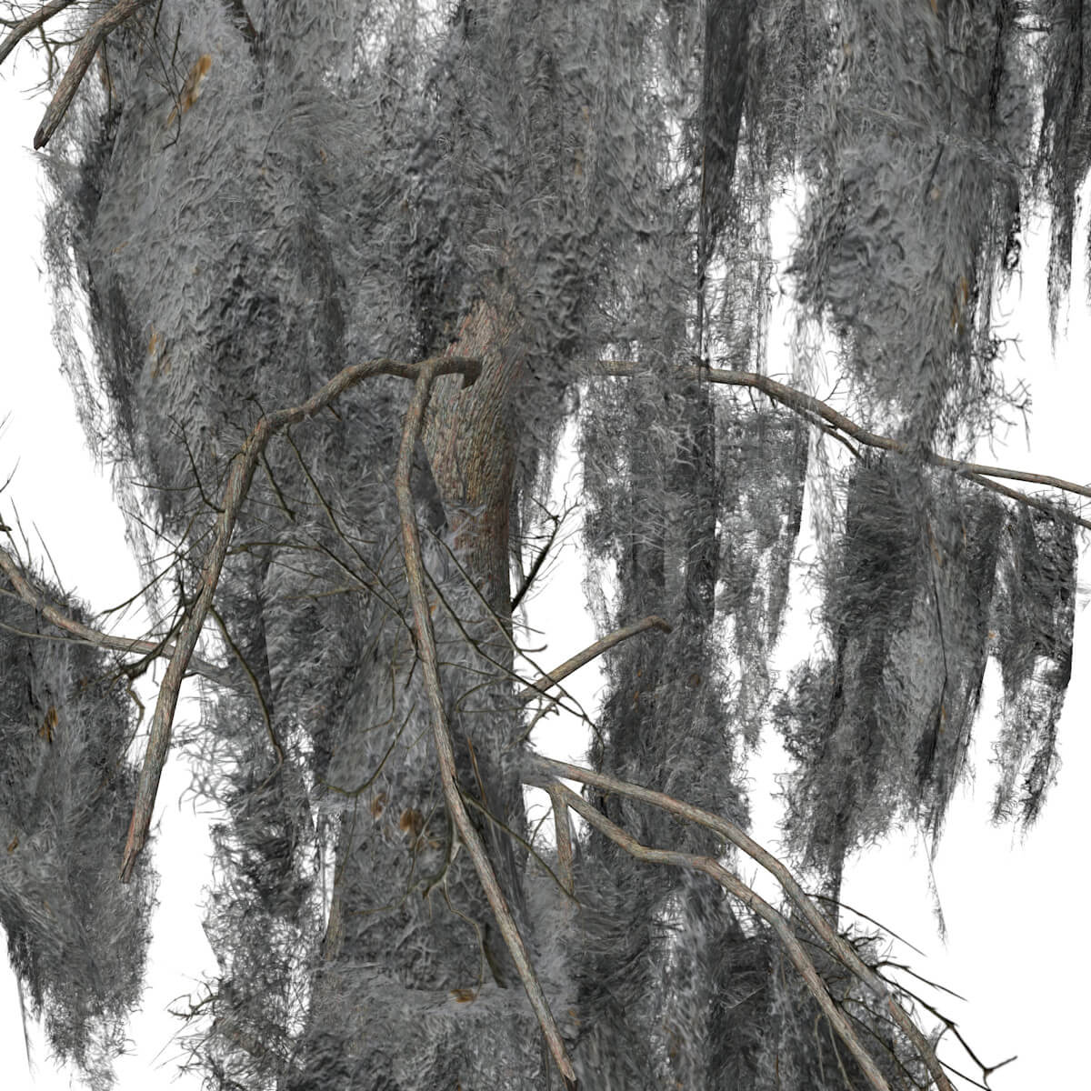 Bald Cypress Tree Collection by AntonioKowatsch