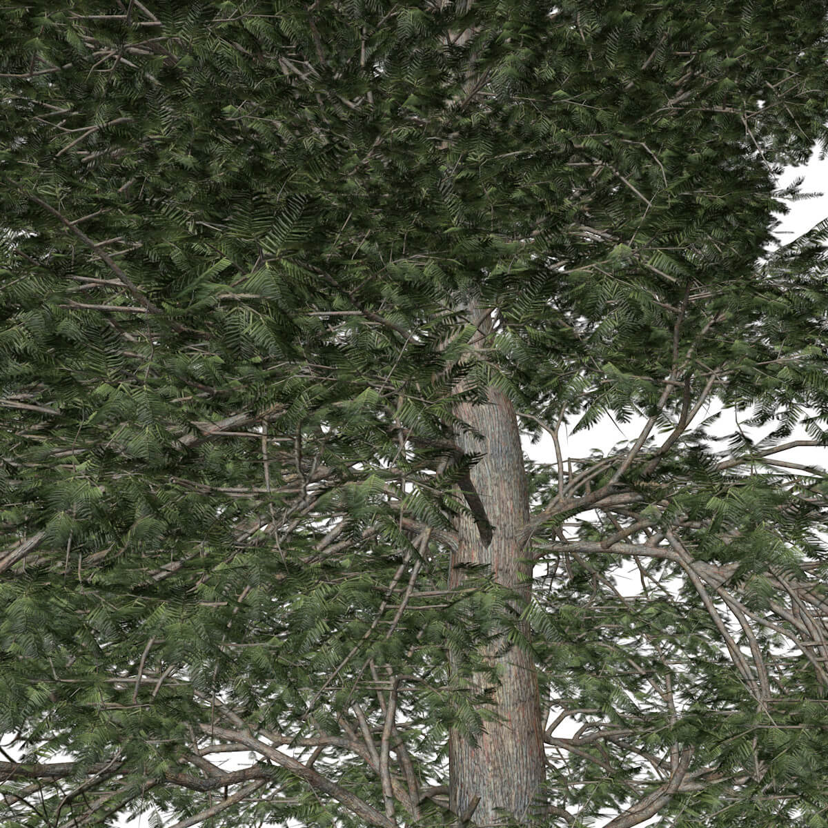 Bald Cypress Tree Collection by AntonioKowatsch