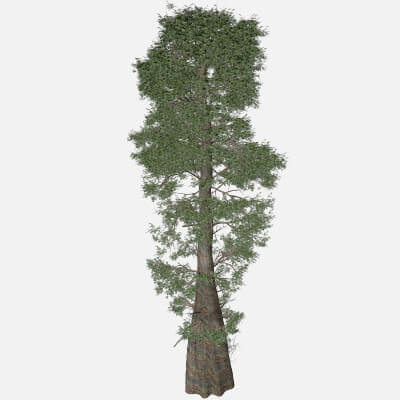 Bald Cypress Tree #05 - 3D Model by AntonioKowatsch