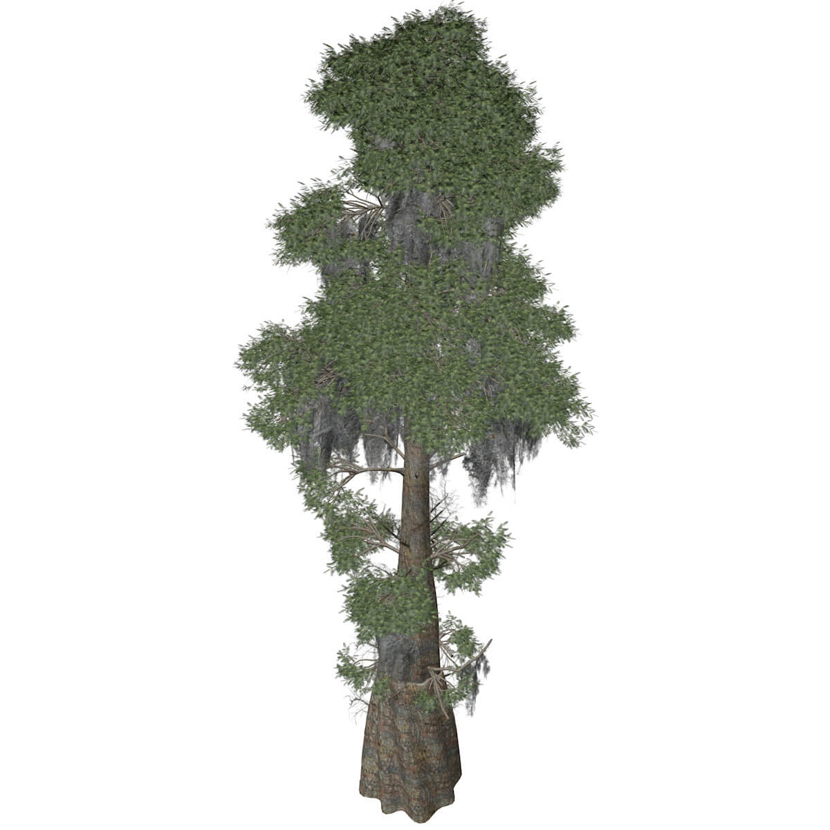 Bald Cypress Tree #08 - 3D Model by AntonioKowatsch