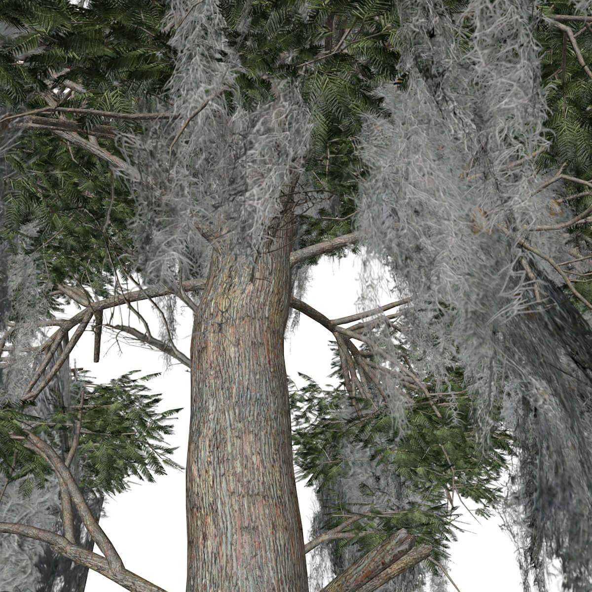 Bald Cypress Tree #08 - 3D Model by AntonioKowatsch