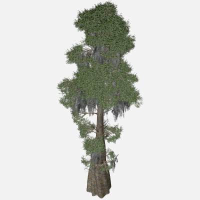 Bald Cypress Tree #08 - 3D Model by AntonioKowatsch