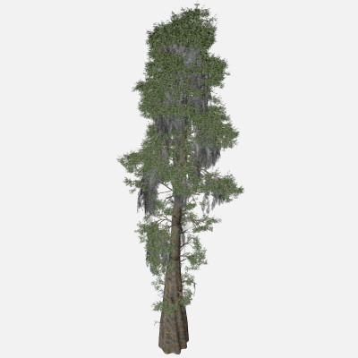 Bald Cypress Tree #09 - 3D Model by AntonioKowatsch