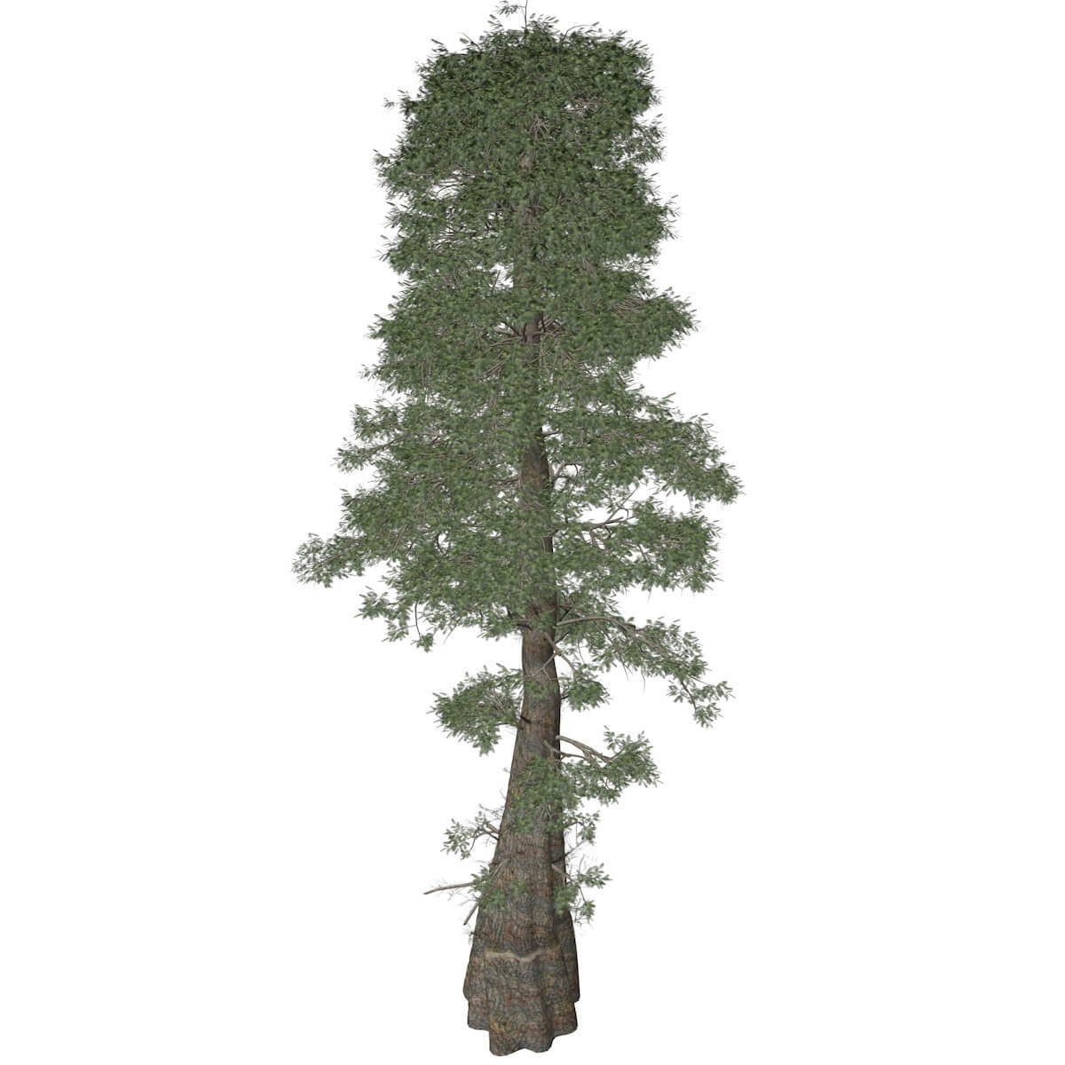Bald Cypress Tree #10 - 3D Model by AntonioKowatsch