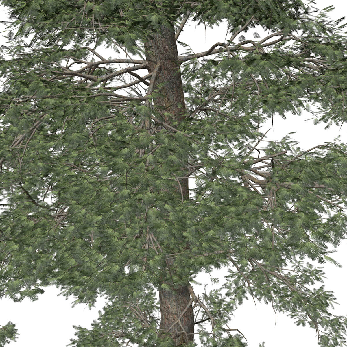 Bald Cypress Tree Collection by AntonioKowatsch