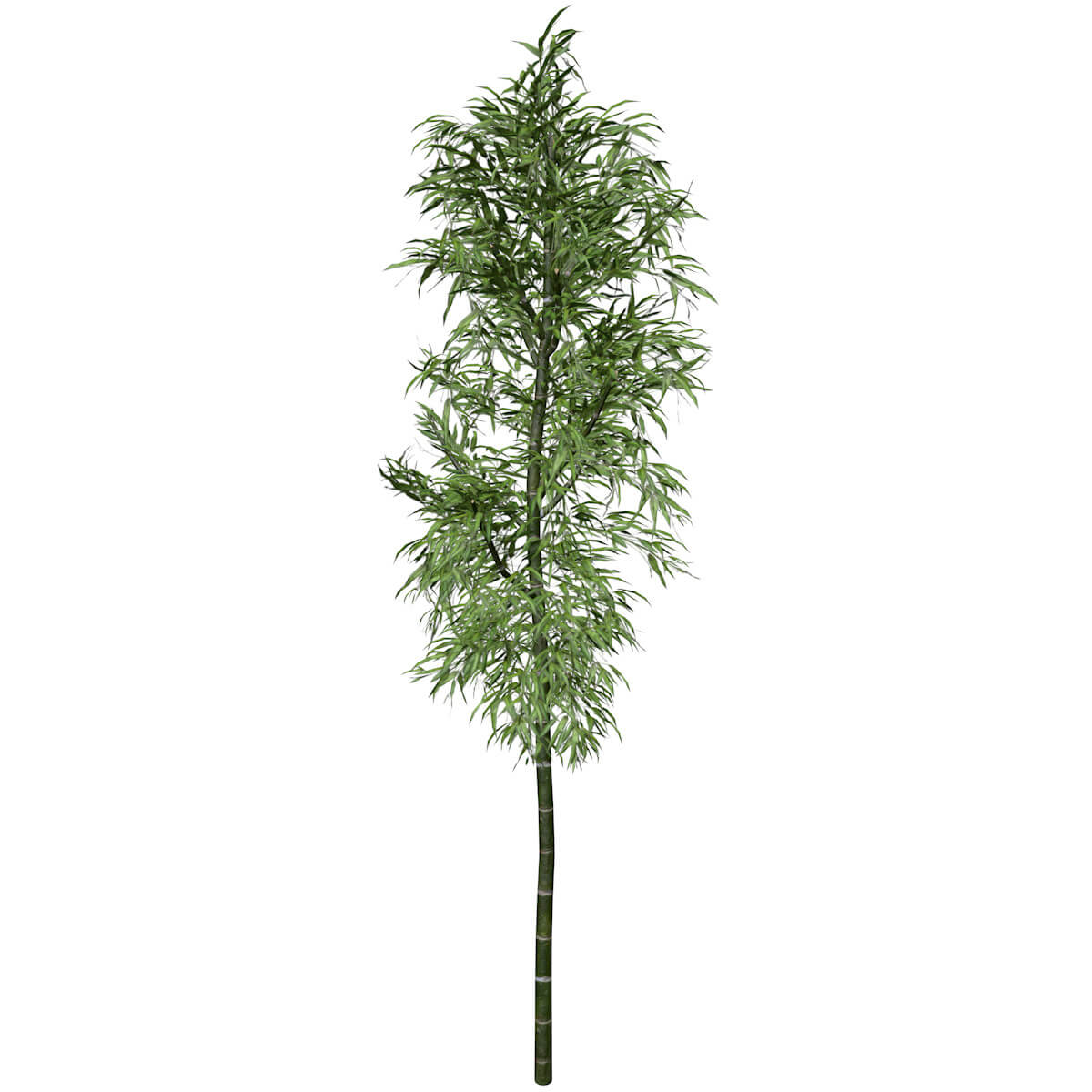 Bamboo Plant #10 - 3D Model by AntonioKowatsch