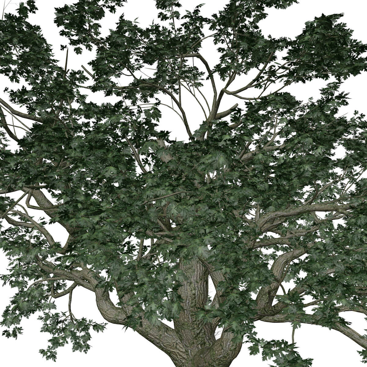 Big Leaf Maple Tree - 3D Model by AntonioKowatsch
