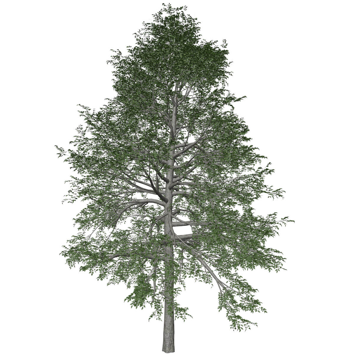 Black Gum Tree #01 - 3D Model by AntonioKowatsch
