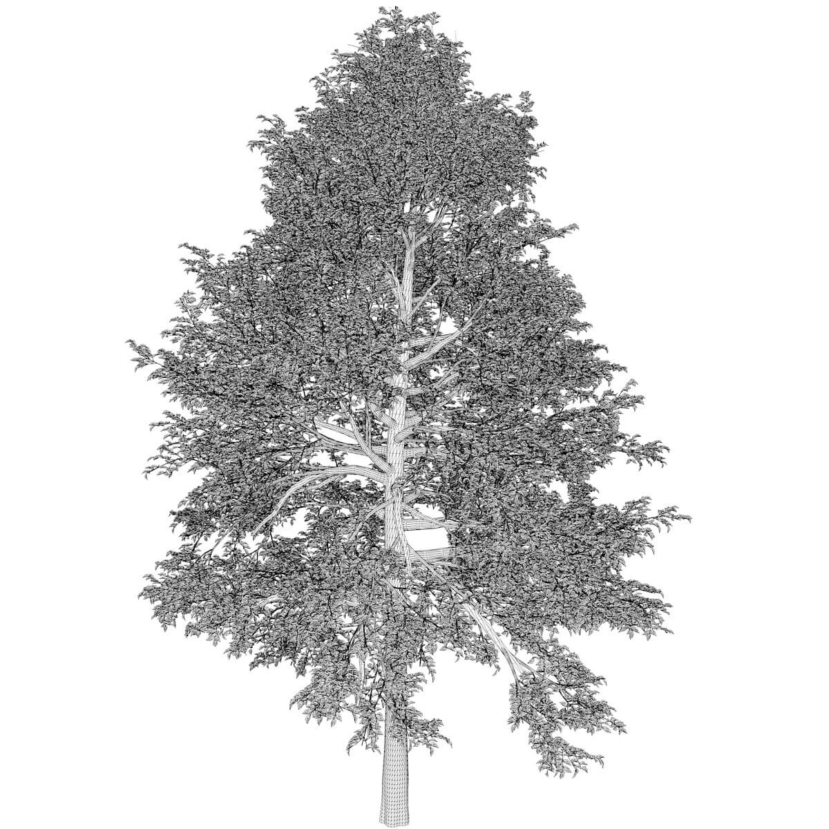 Black Gum Tree #01 - 3D Model by AntonioKowatsch