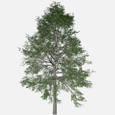 Black Gum Tree #01 - 3D Model by AntonioKowatsch