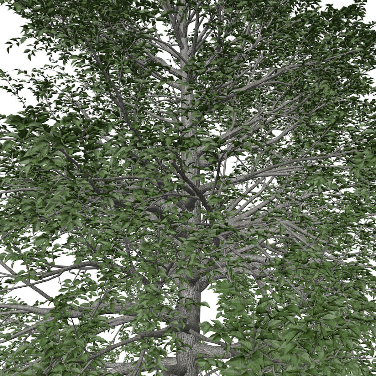 Black Gum Tree #02 - 3D Model by AntonioKowatsch