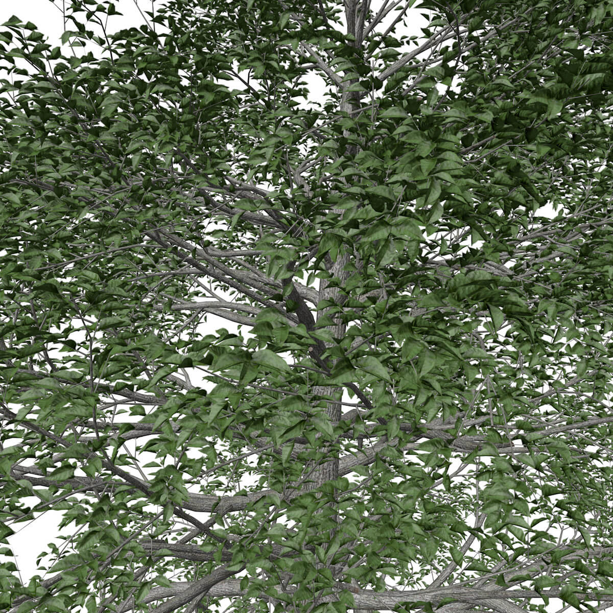Black Gum Tree #04 - 3D Model by AntonioKowatsch