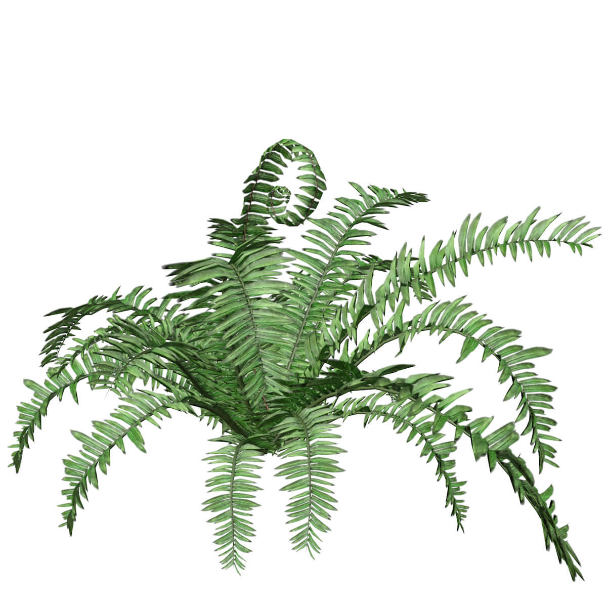 Boston Fern Plant #01 - 3D Model by AntonioKowatsch