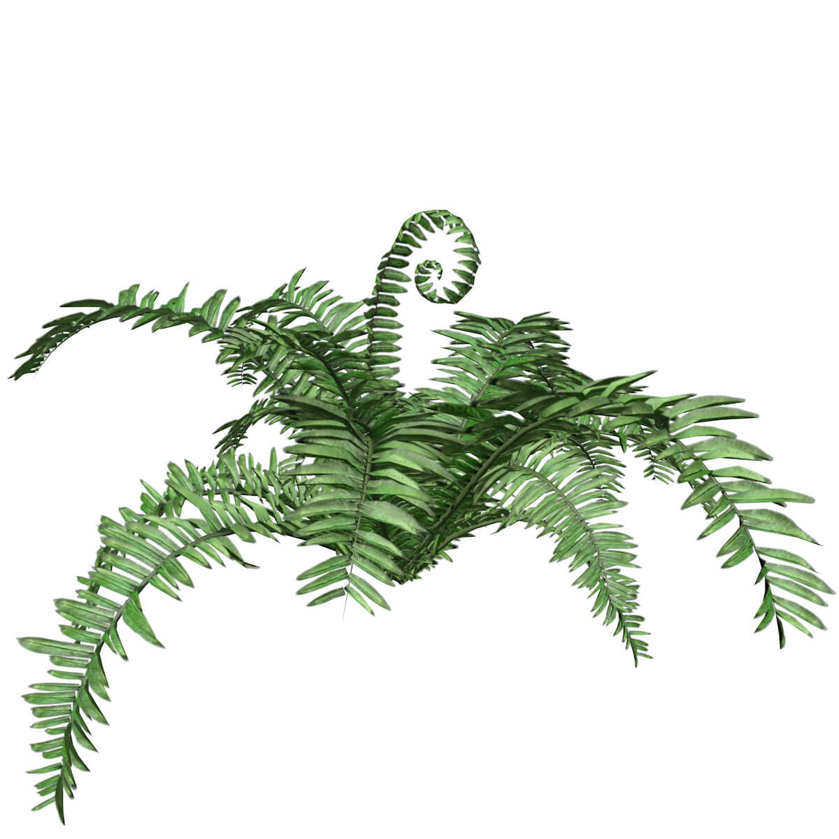 Boston Fern Plant Collection by AntonioKowatsch