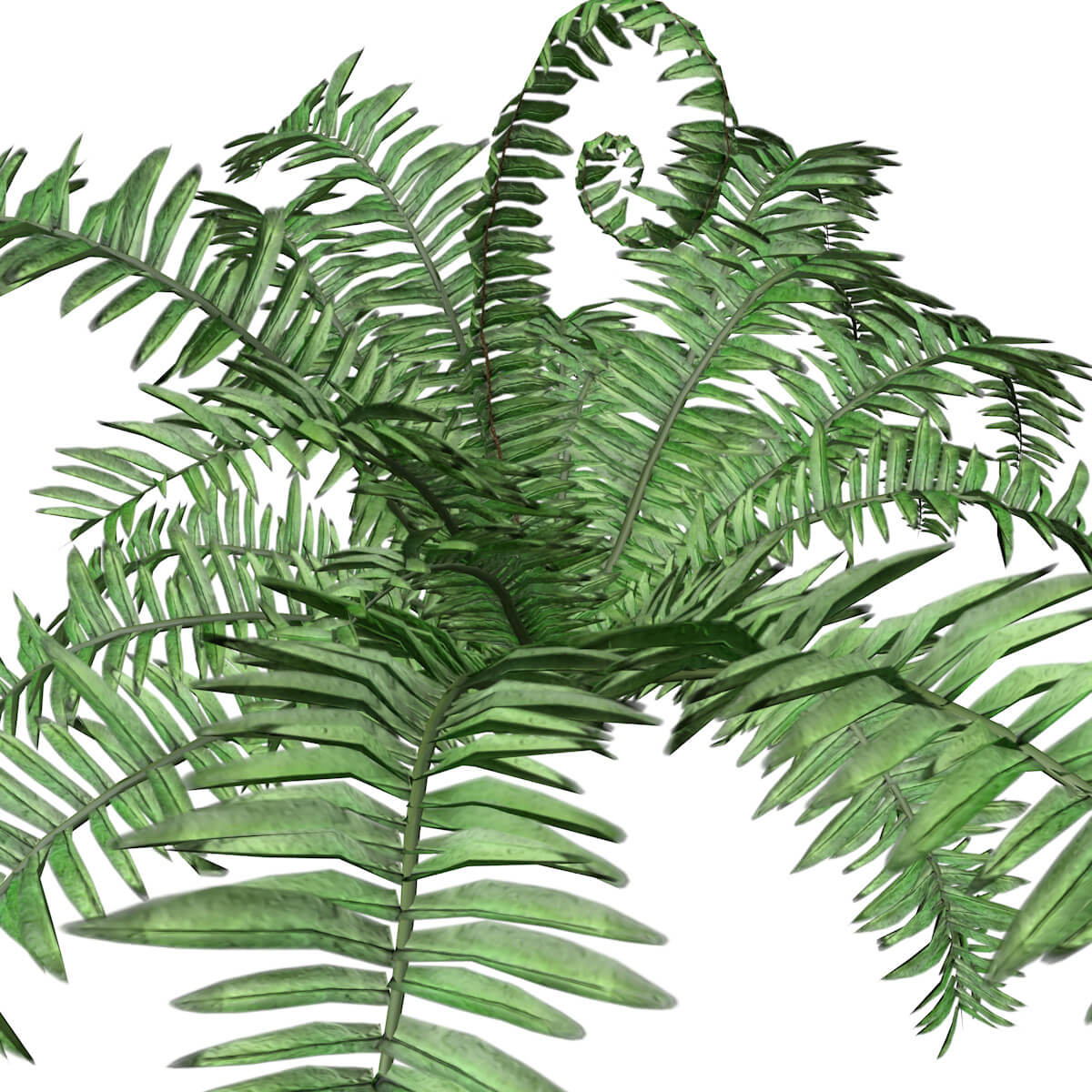 Fern Bush Clipart