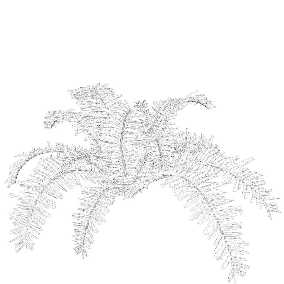 Boston Fern Plant Collection by AntonioKowatsch