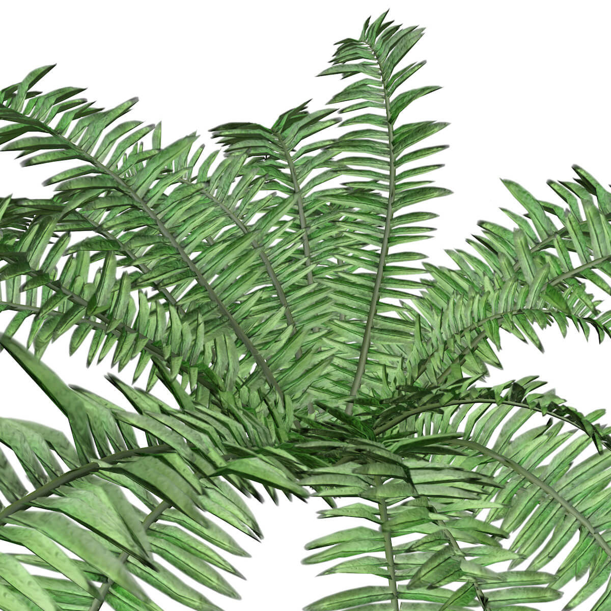 Boston Fern Plant Collection by AntonioKowatsch