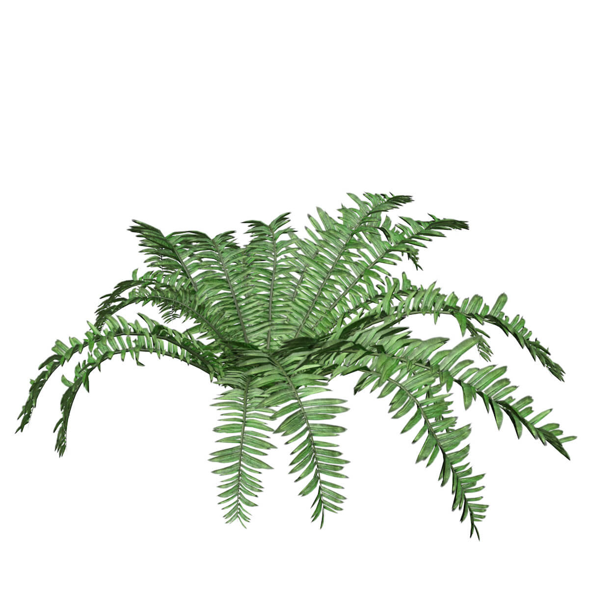 Boston Fern Plant Collection by AntonioKowatsch