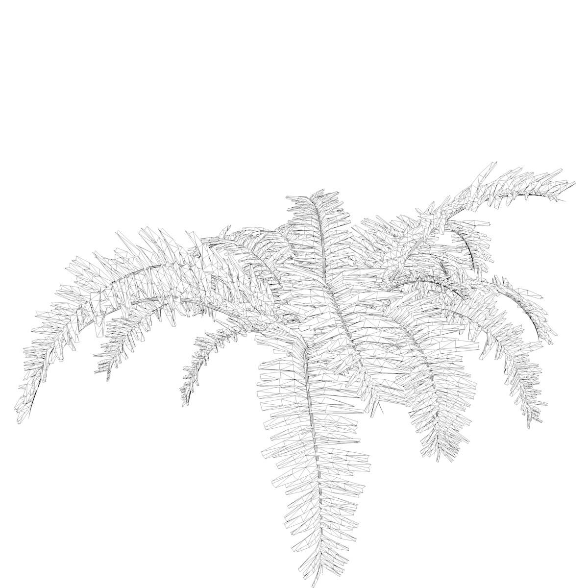 Boston Fern Plant #08 - 3D Model by AntonioKowatsch