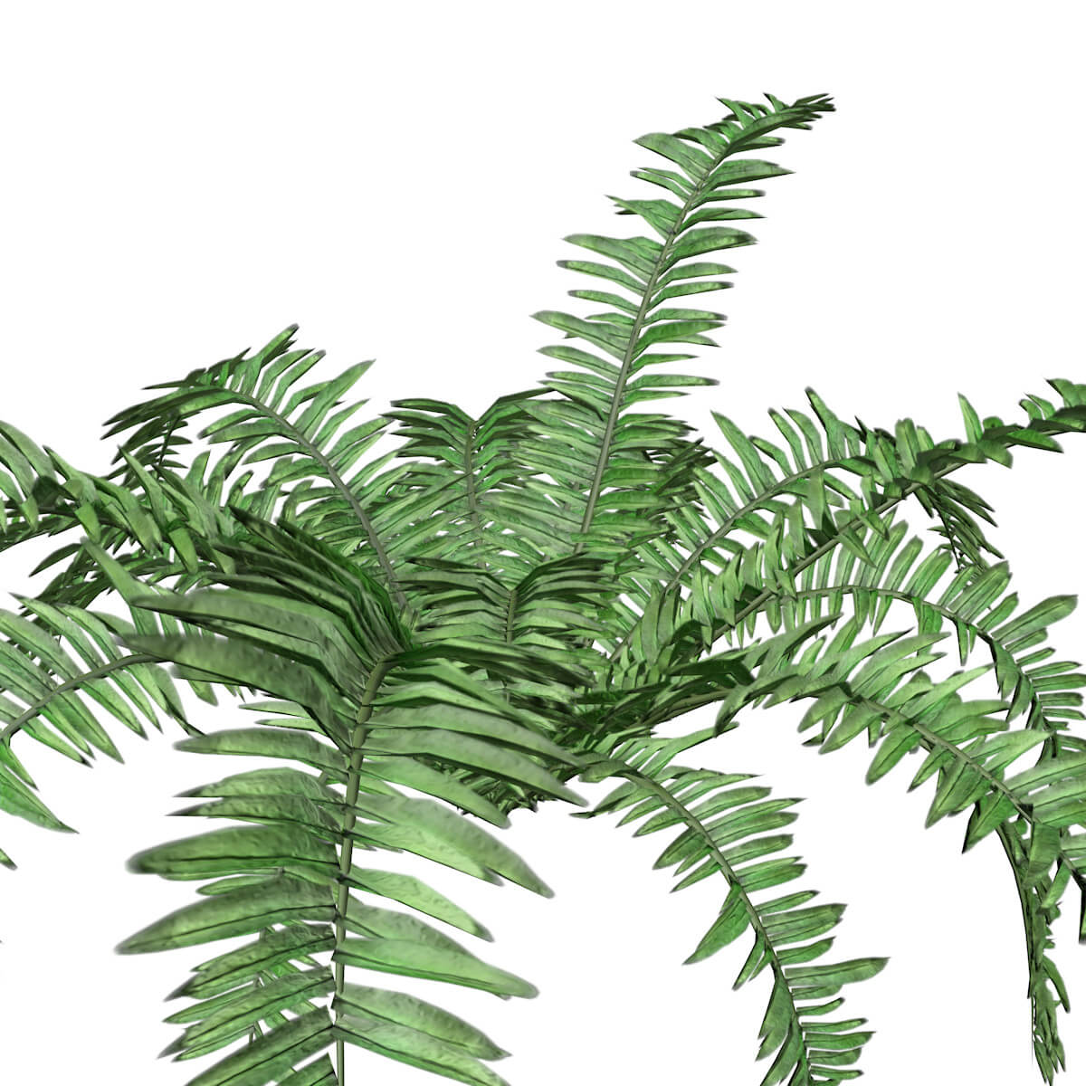 Boston Fern Plant #09 - 3D Model by AntonioKowatsch