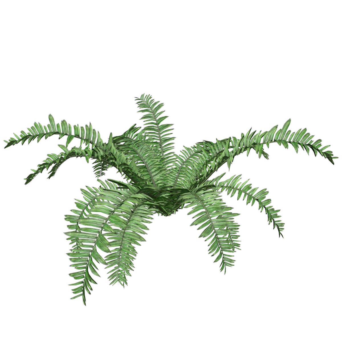 Boston Fern Plant #10 - 3D Model by AntonioKowatsch