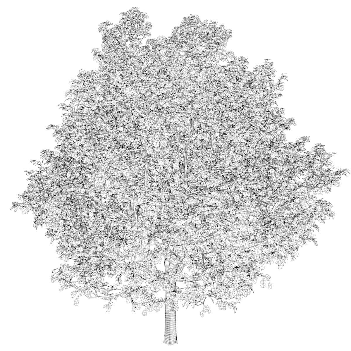 Bradford Callery Pear Tree #01 - 3D Model by AntonioKowatsch