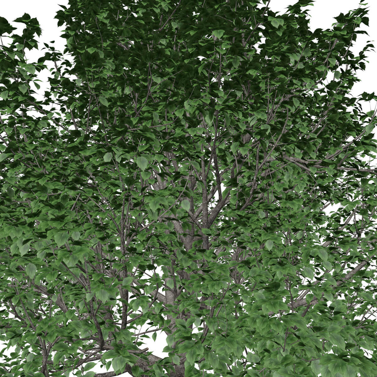 Bradford Callery Pear Tree #01 - 3D Model by AntonioKowatsch