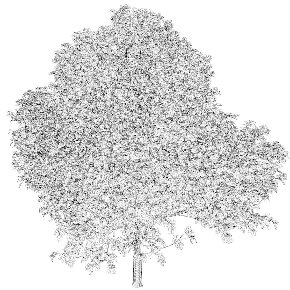 Bradford Callery Pear Tree #02 - 3D Model by AntonioKowatsch