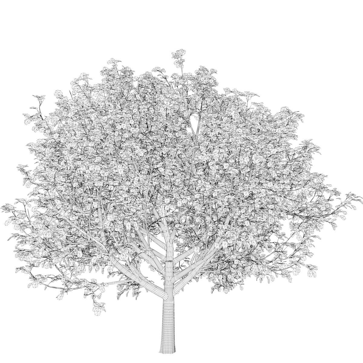 Bradford Callery Pear Tree #03 - 3D Model by AntonioKowatsch